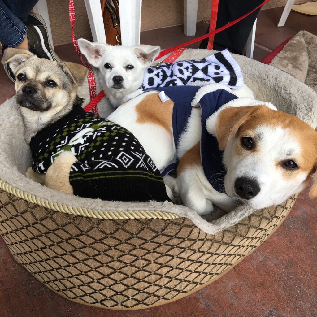 Happy Adoptions – Life Animal Rescue