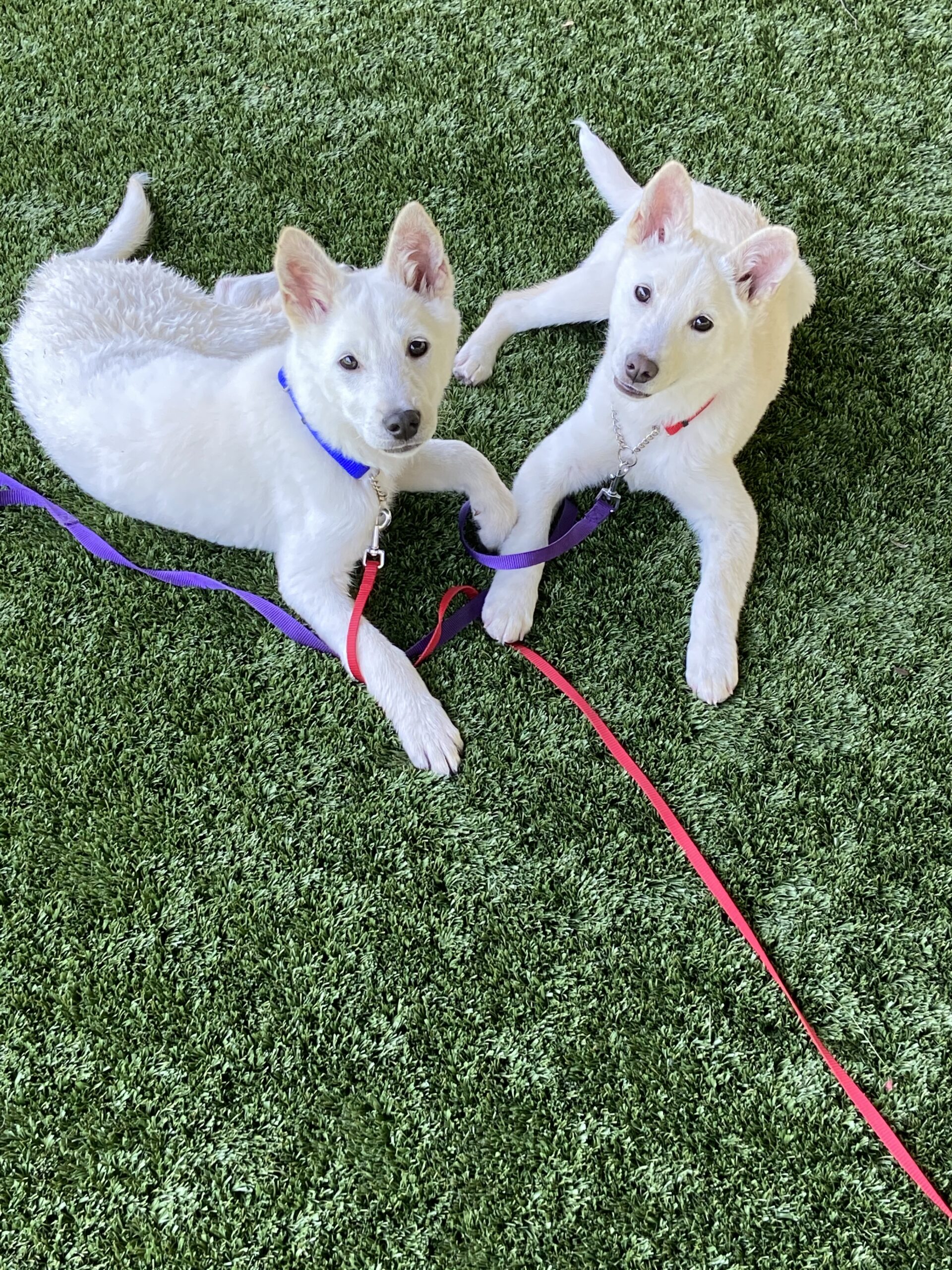 Happy Adoptions – Life Animal Rescue